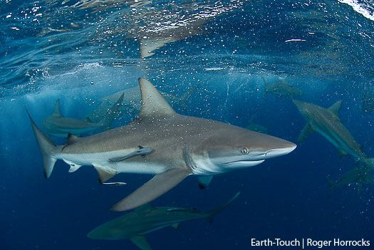 Maldive Dreamers - Unforgettable Scuba Experiences
